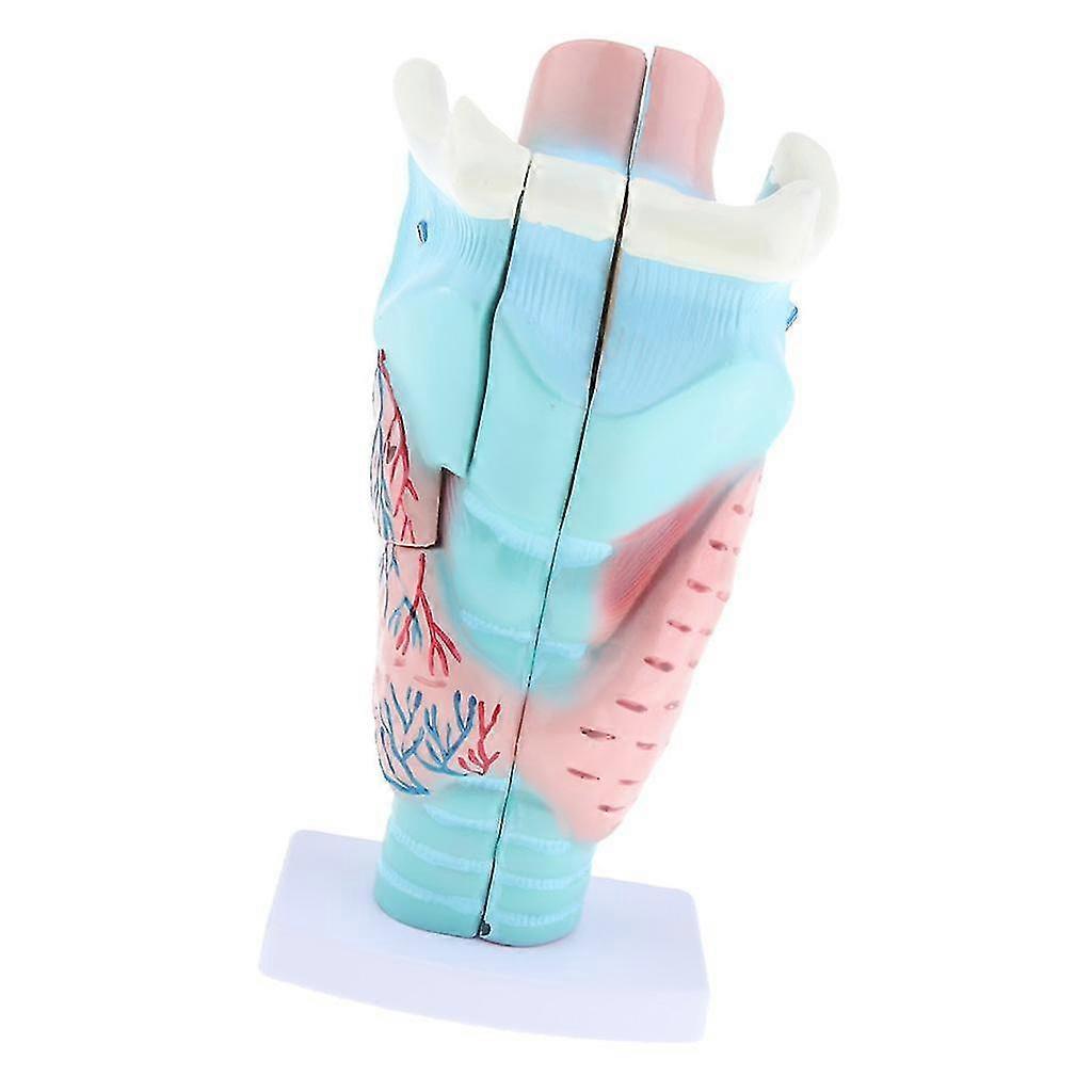 3x Magnified Human Larynx Anatomical Model Medical Anatomy Throat Model ...