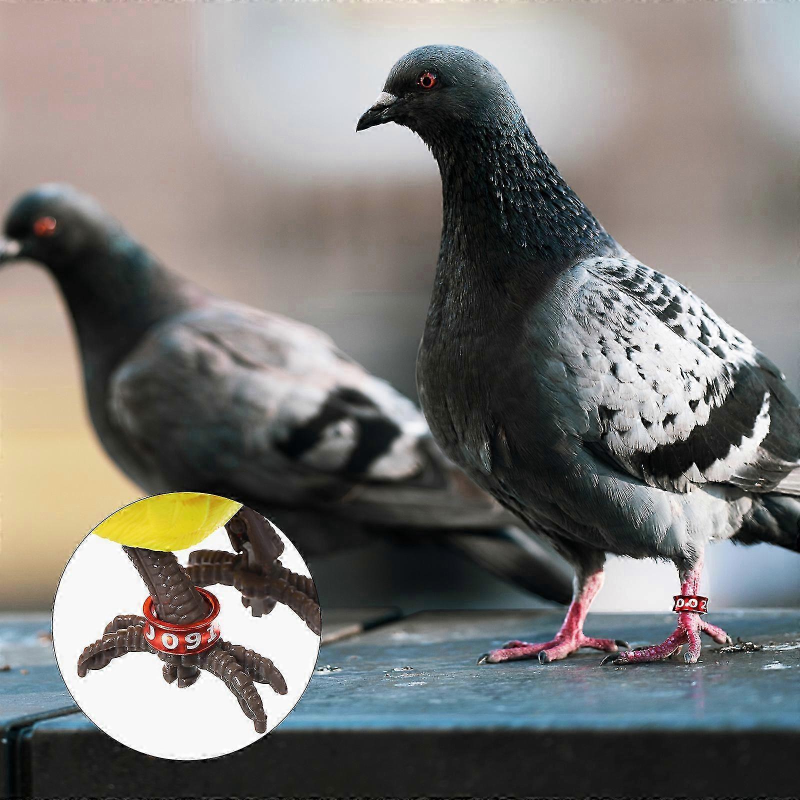 50 Pcs Bird Leg Bands Chicken Leg Bands Pigeons Rings Chicken Bands ...