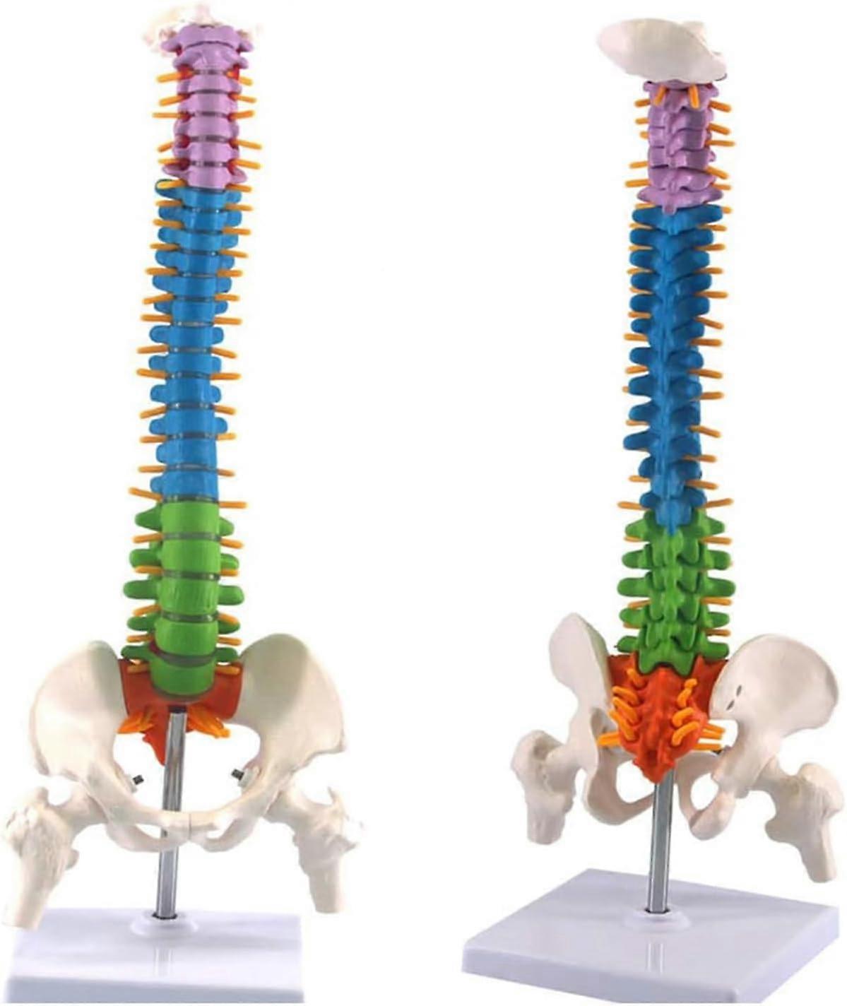 Anatomy Model - 45 cm Human Spine Model with Pelvis, Cervical & Lumbar ...