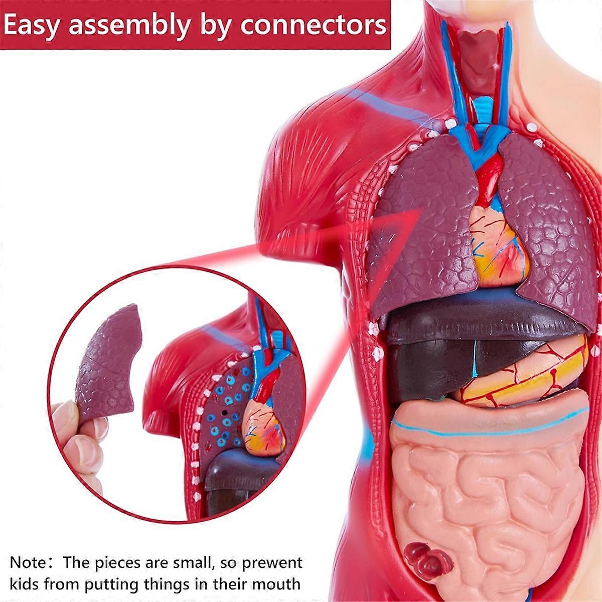 Human Anatomy Study Models - 15-Piece Removable 11-Inch Human Torso ...