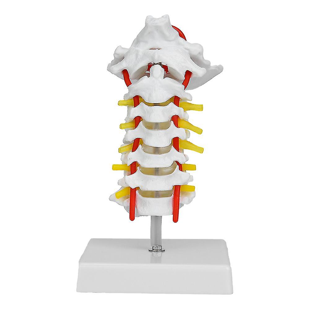 1:1 Human Cervical Vertebra Arteria Spine Spinal Nerves Anatomical ...