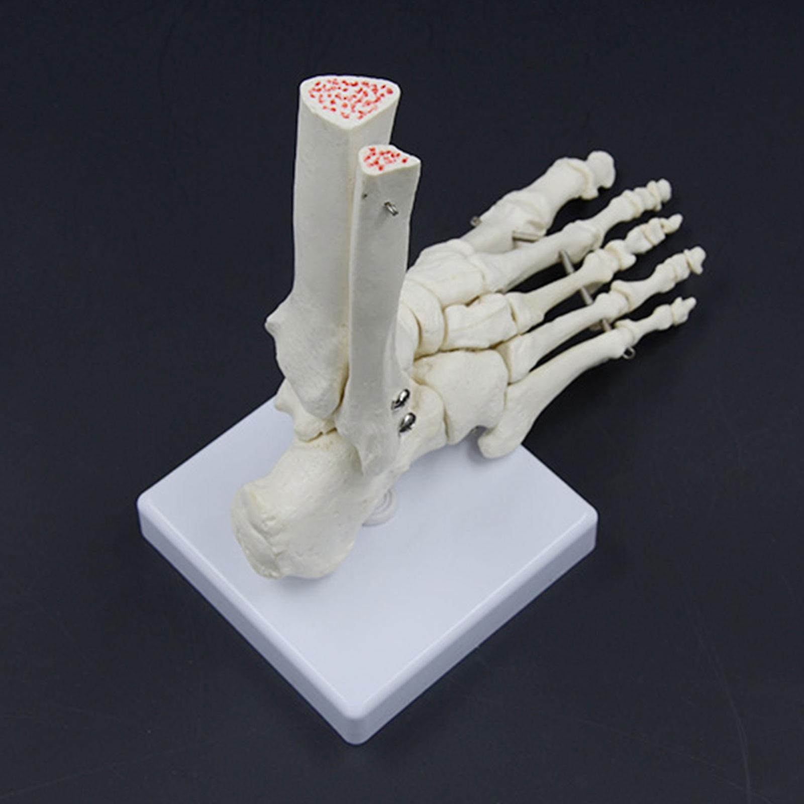 Life Size Human Foot Ankle Model Medical Anatomy Foot Skeleton Model ...