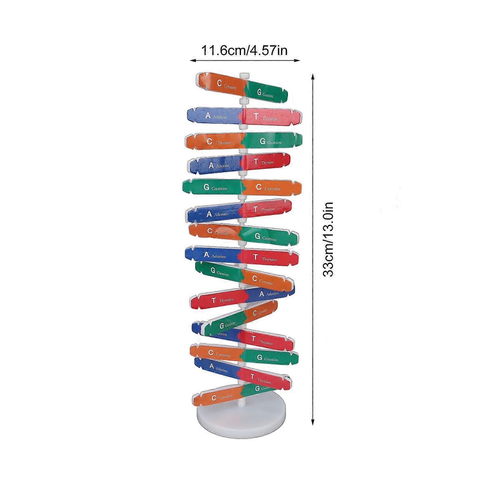 2025 Latest Model Human DNA Model Colorful Double Spiral Assemble Model ...