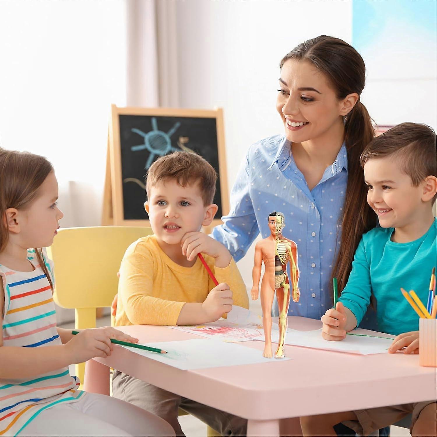 Human Anatomy for Kids,Removable Skeleton Model and Torso Human Body ...