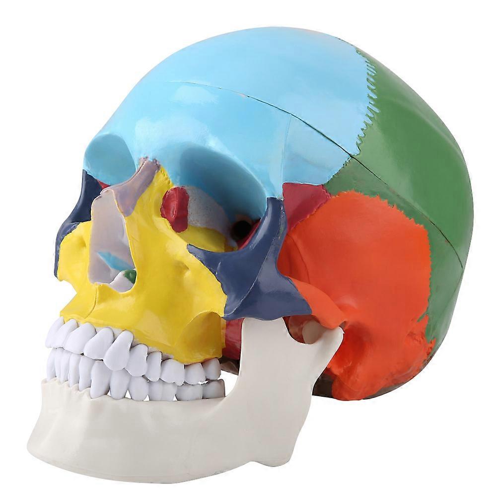 Medical Teach Instrument Coloured Adult Human Skull Anatomical Model ...