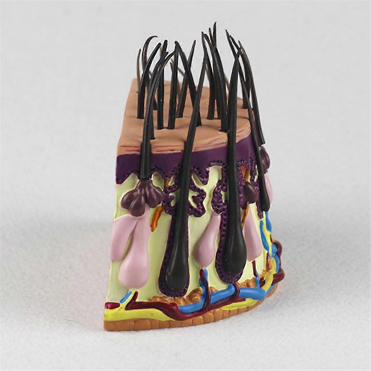 Human Skin Anatomy Model Hair Growth Process Follicle Skin Structure ...