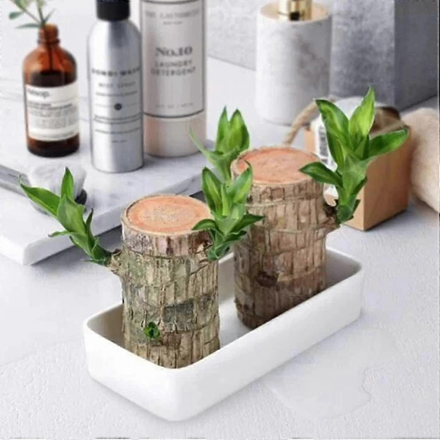 Mini Brazil Lucky Wood, Magical Sprouting Lucky Bamboo Wood, Hydroponic ...