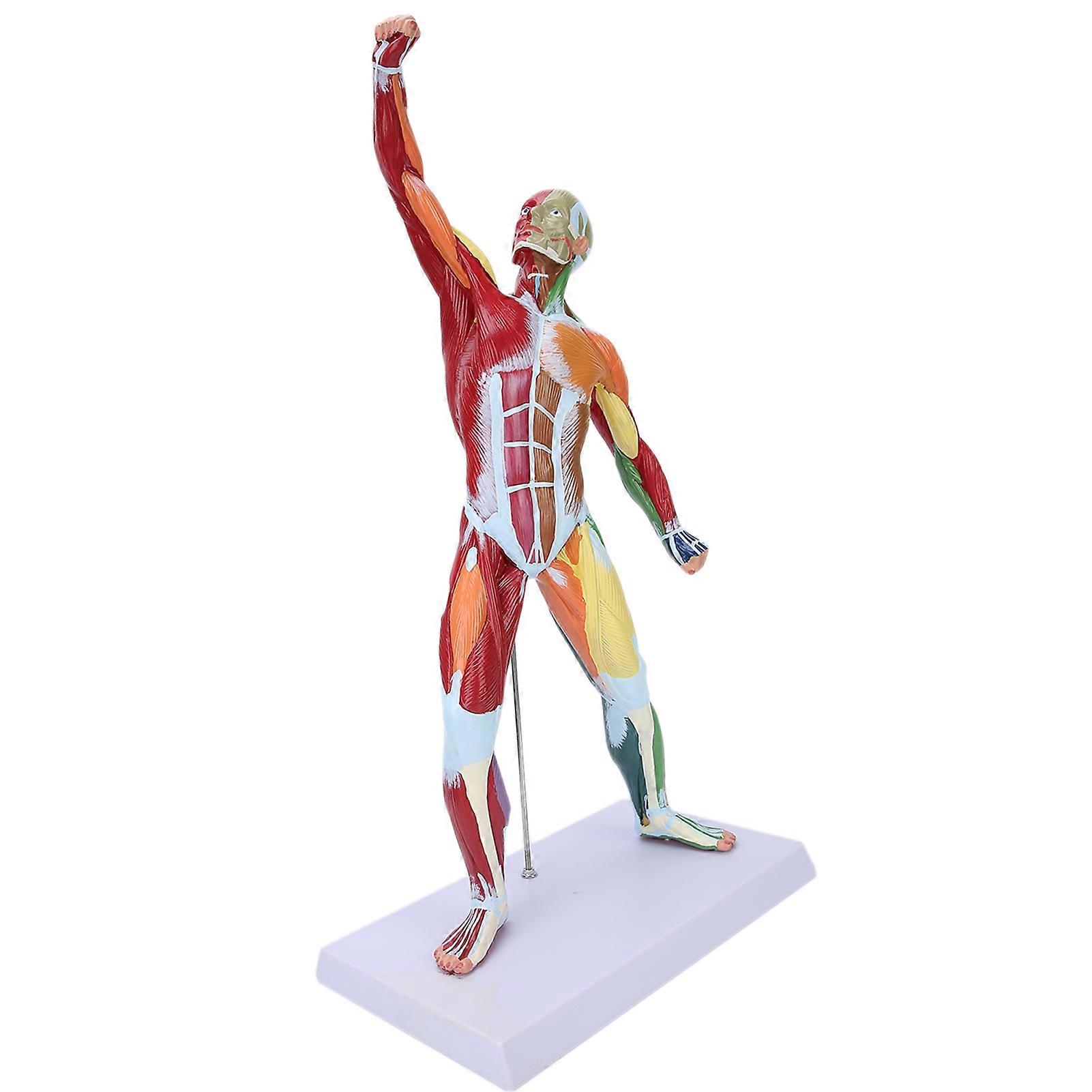50cm MultiColor Muscular System Model Human Muscles Model Body Muscle ...