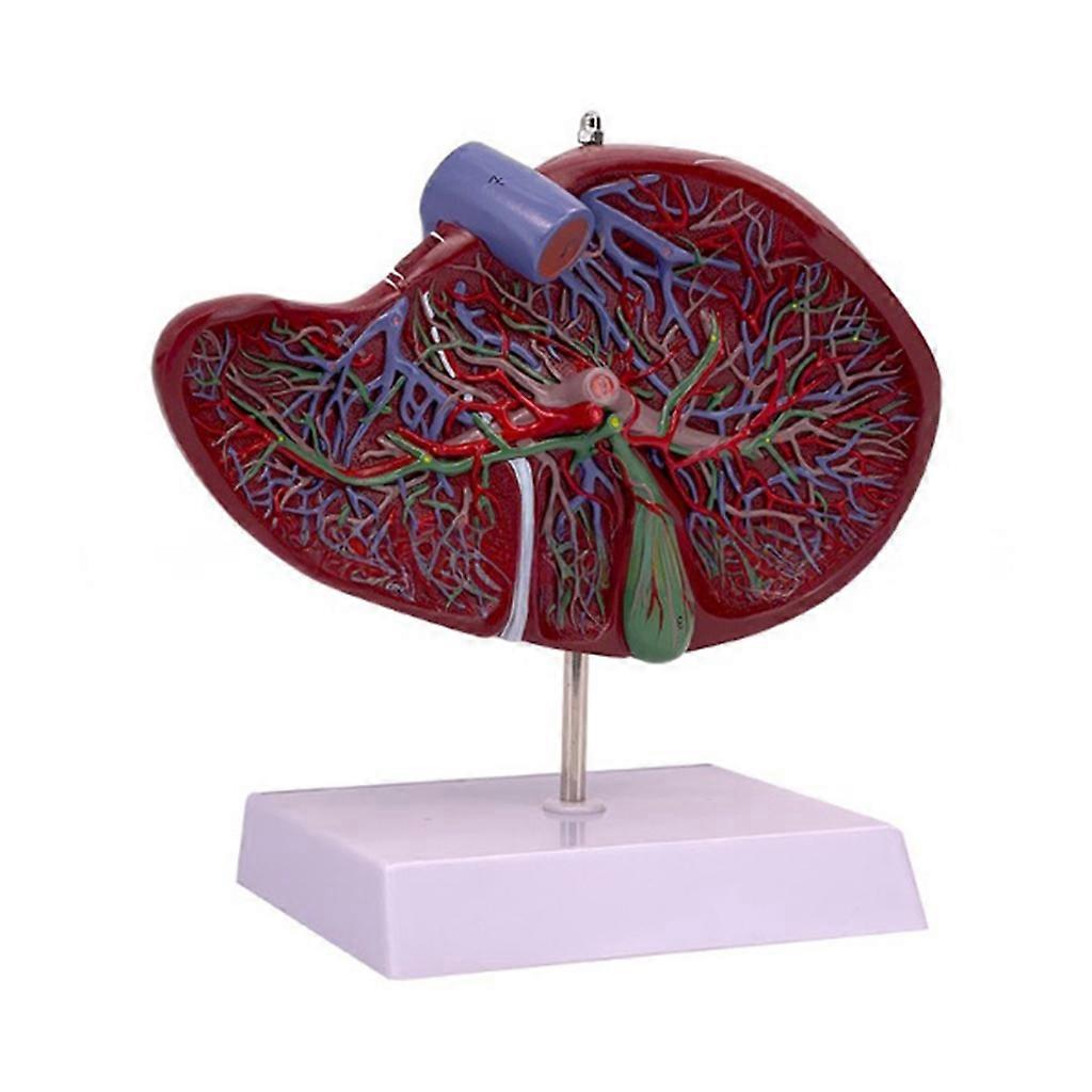 Human Liver Anatomy Model for Disease Study, Life Size Liver Model ...