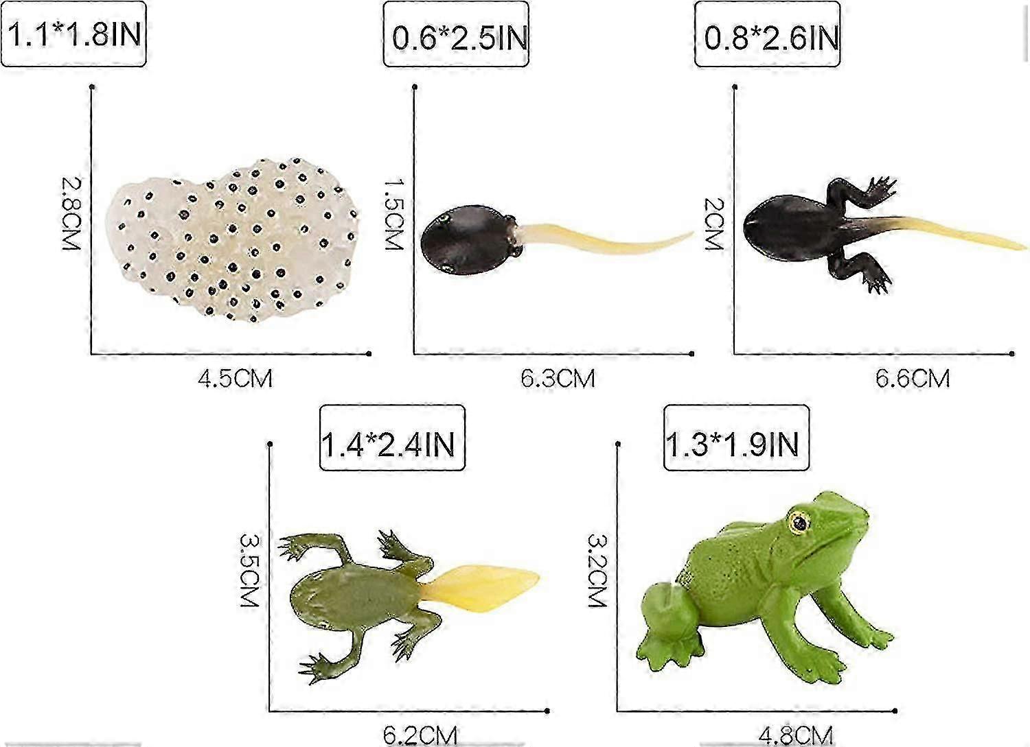 Frog Life Cycle Set 5 Pcs,growth Diary Figures Modellearning ...