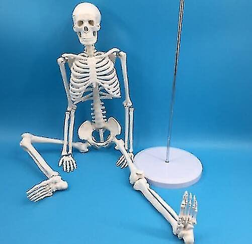 Human Skeleton Skeleton Model Adult Skeleton Spinal Disc Joint Medical ...