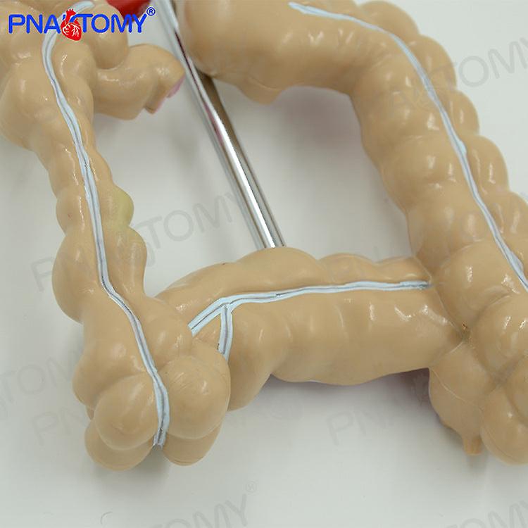 Human Model Simulation Human Colon Anatomy Model Anorectal Intestinal ...