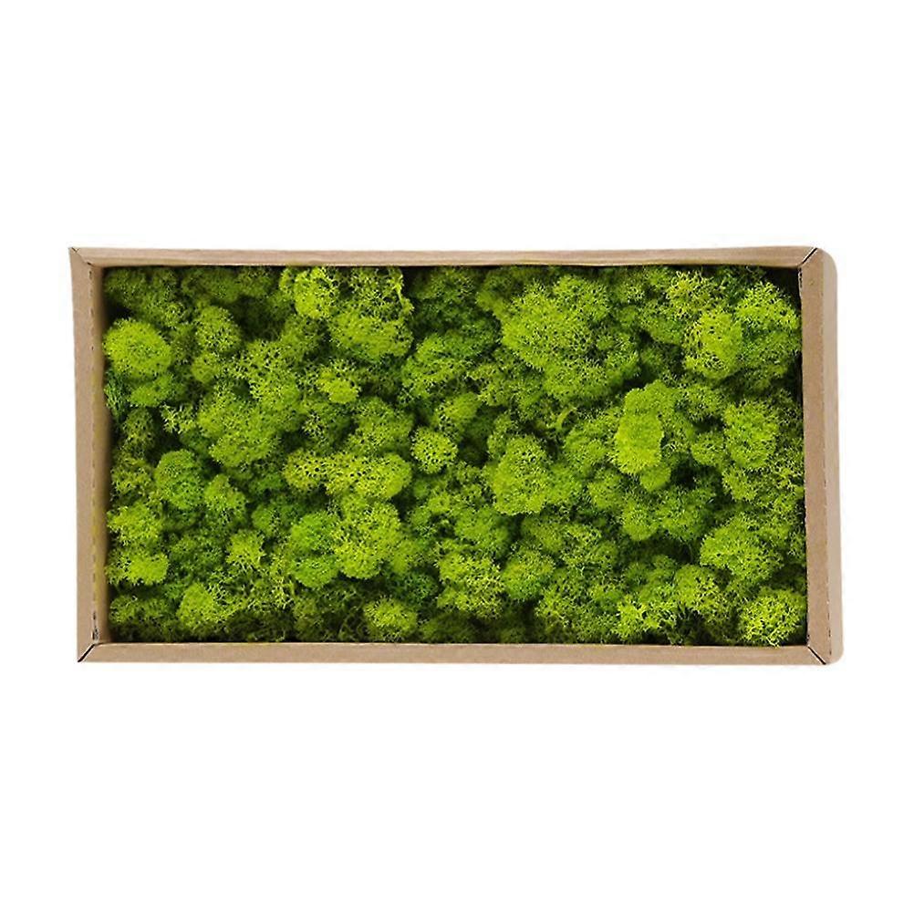 Preserved Decorative Moss Durable Natural Preserved Moss for Home ...