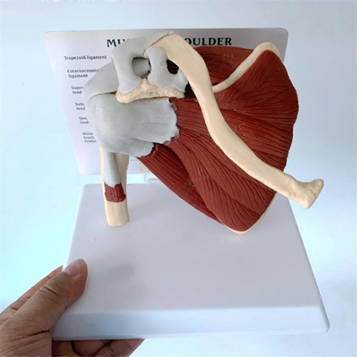 Muscle Shoulder Model, Human Anatomy Right Shoulder Joint Muscle Model ...