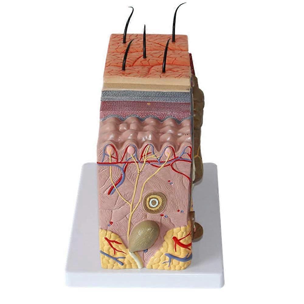 Skin Model 50X Enlarged Anatomical Skin Model Anatomy Three-Dimensional ...
