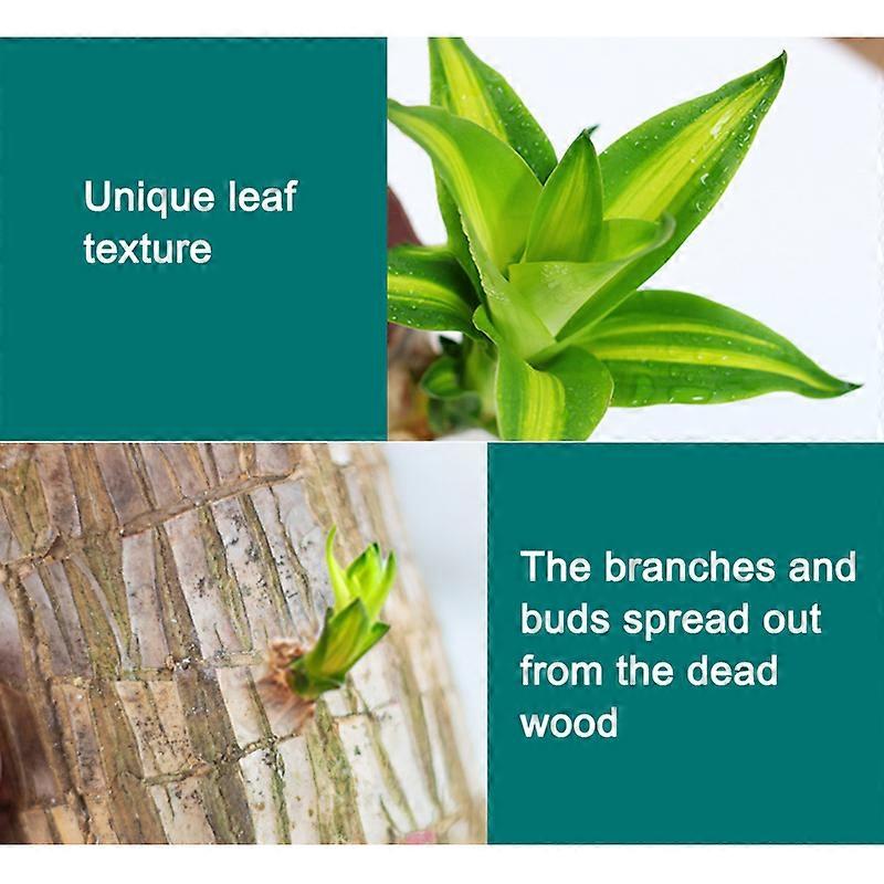 Mini Brazilian Wood Potted Plants Clean Air Lucky Wood Plant Pot ...