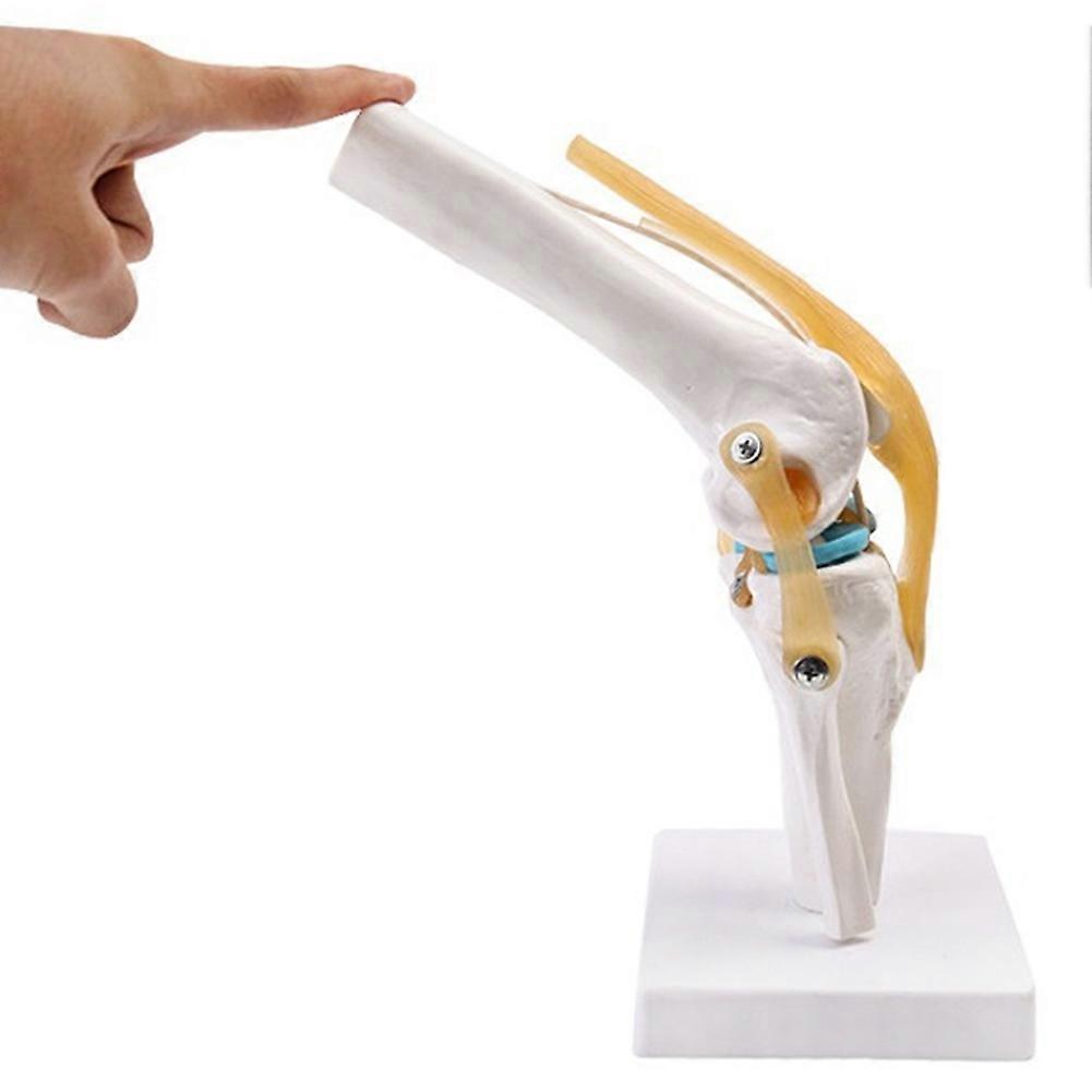 Anatomical Medical Knee Joint with Ligaments Model,Life Size,Orthopedic ...