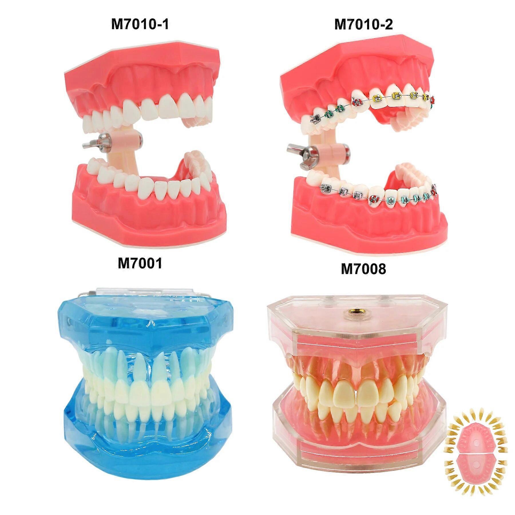 Dental Teeth Model Dental Teaching Models Implant Model Removable ...