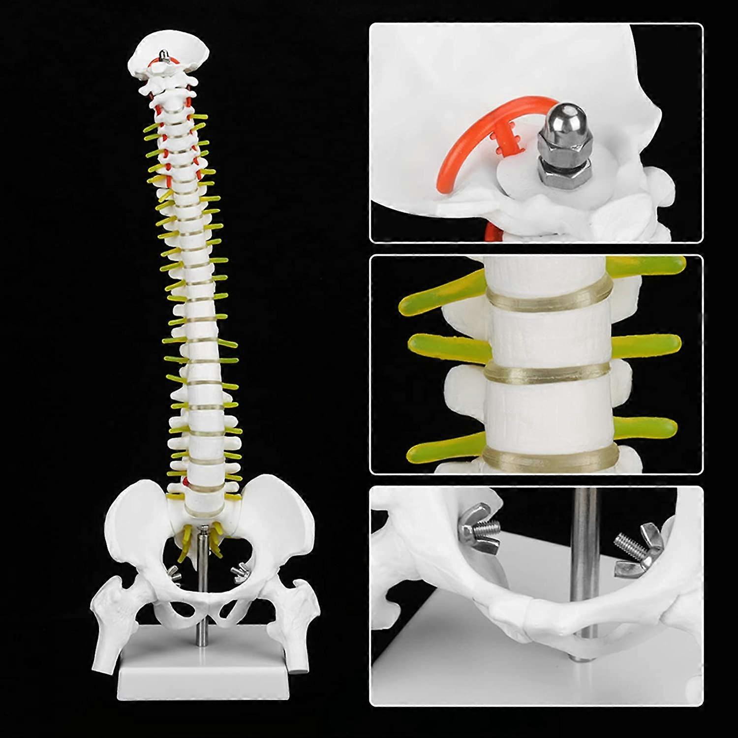 Biological Model 45cm Anatomical Flexible Human Spine Vertebral Lumbar ...