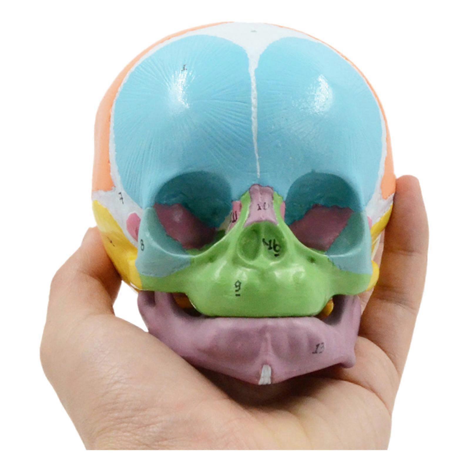 Life Size Baby Head Skeleton Model Number Coded Baby Head Anatomy Skull ...