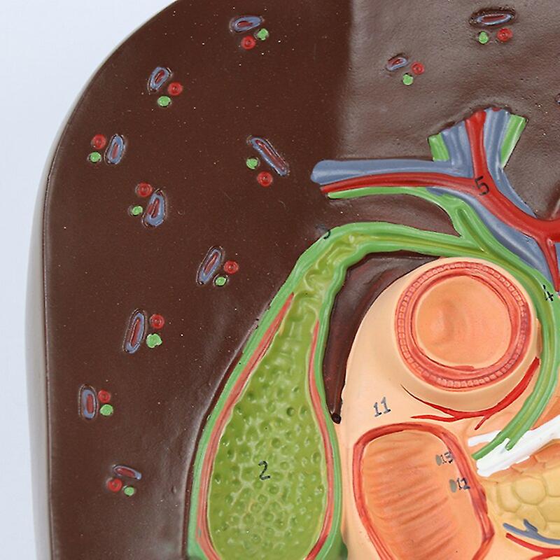 Human Liver Duodenum Spleen Anatomy Model Medical Science Teaching ...