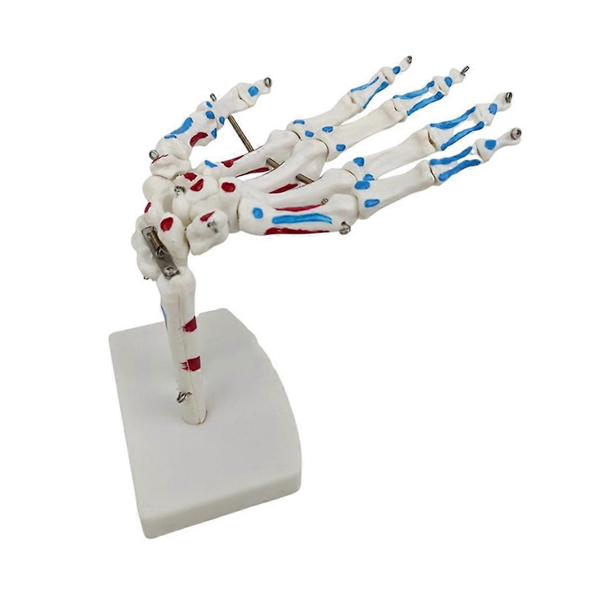 Skeleton Hand Model, Hand Joint Model, with Wrist, Ulna, Hinged Hand ...