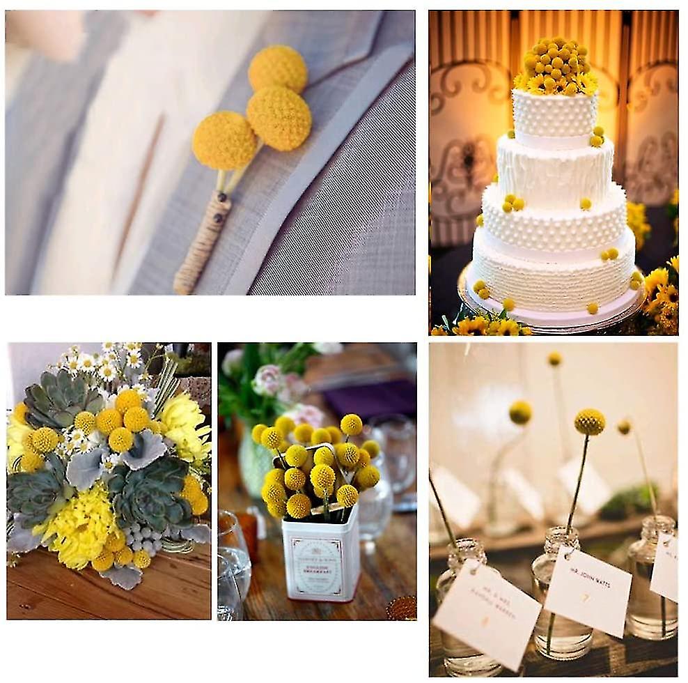 30 Stems Craspedia Natural Dried Flower Bouquet Dried Craspedia Flowers ...