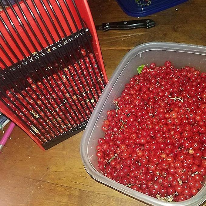Berry Picker Tool Shovel, Rake Tool, Blueberry Rake Harvester with ...