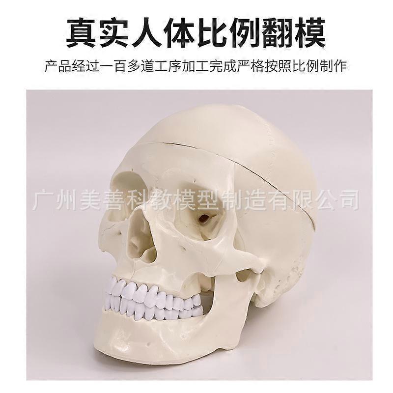 Adult 1:1 skull anatomy specimen medical simulation human skull model ...