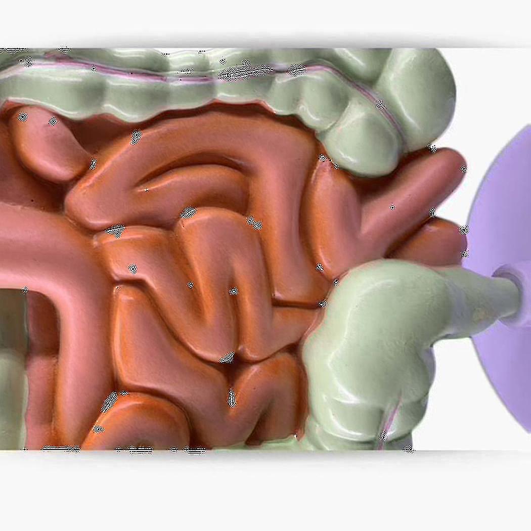 Human Digestive System Model Stomach Anatomy Large Intestine Cecum ...