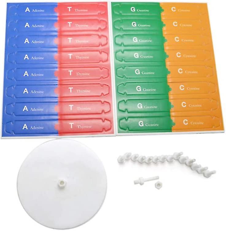 Dna Models Double Helix Model Science Educational Teaching Instrument ...