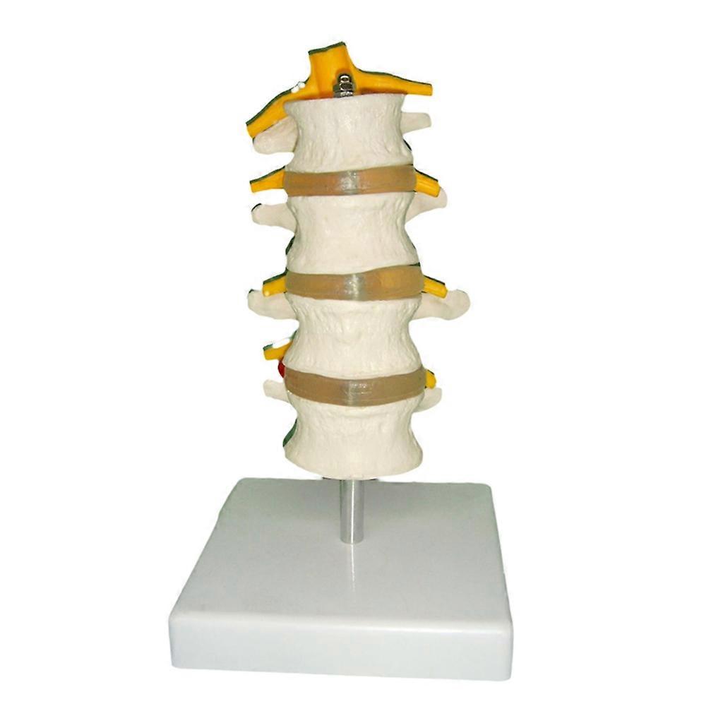 Human Cervical Vertebra Carotid Artery Flexible Spine Model Human ...