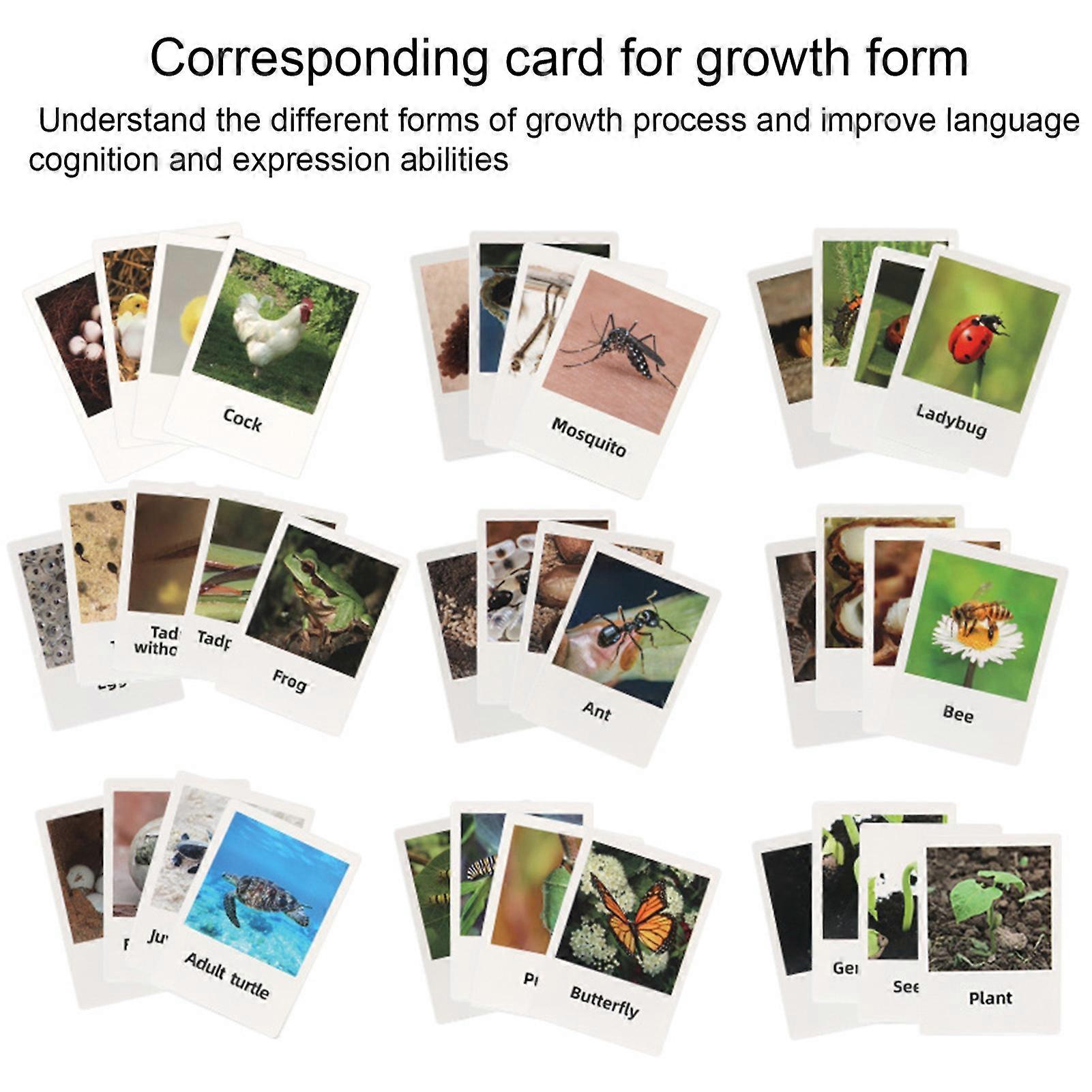 1 Box Biology Discovery Toy Realistic Frog Bee Panda Chick Butterfly ...