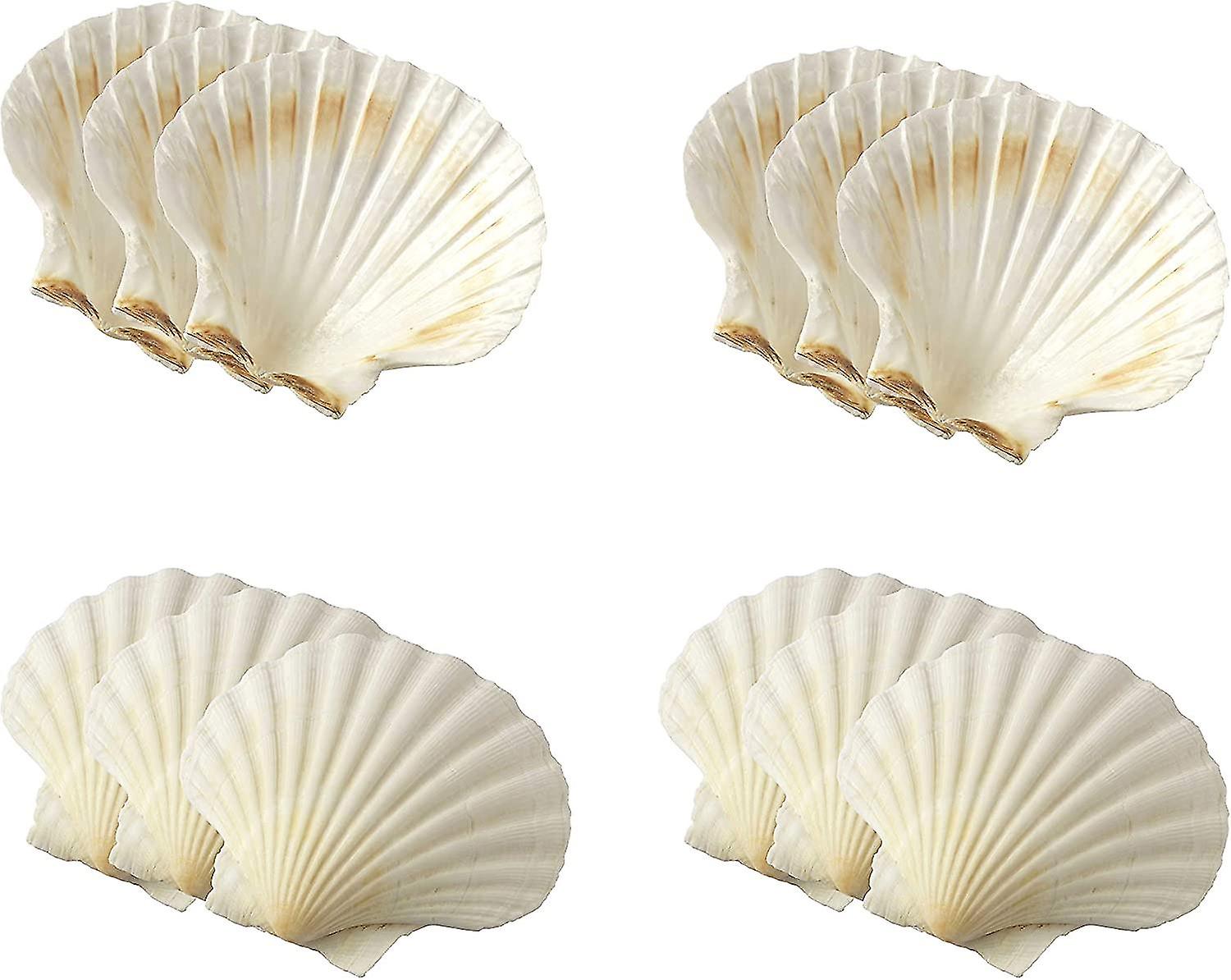 Maine Man Baking Shells, 3.25 Inch, Set Of 12, Natural Seashell | Fruugo UK
