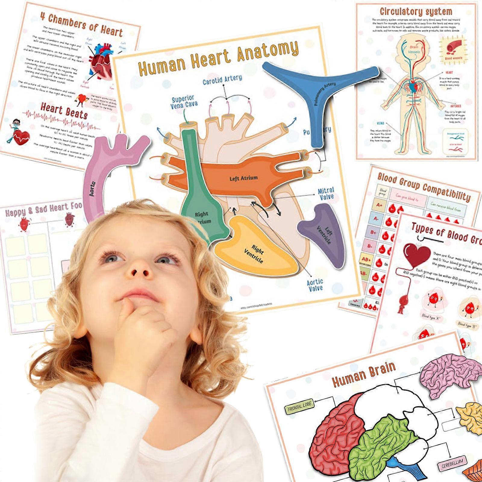 Human Anatomy Busy Book for Kids - A4 Anatomy Learning Binder Early ...