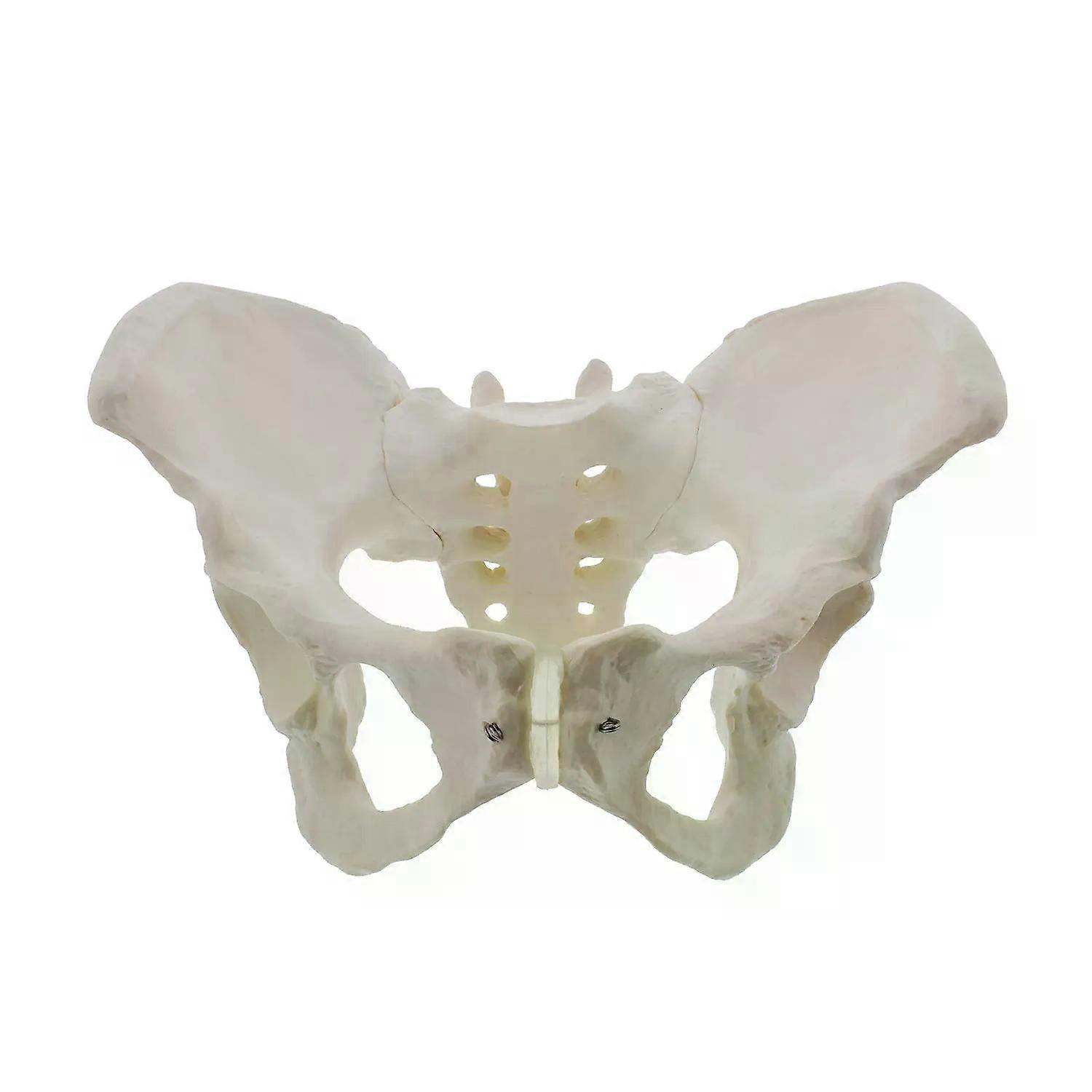 Life Size Female Pelvis Model Hip Model - Female Anatomy Model Hip Bone ...