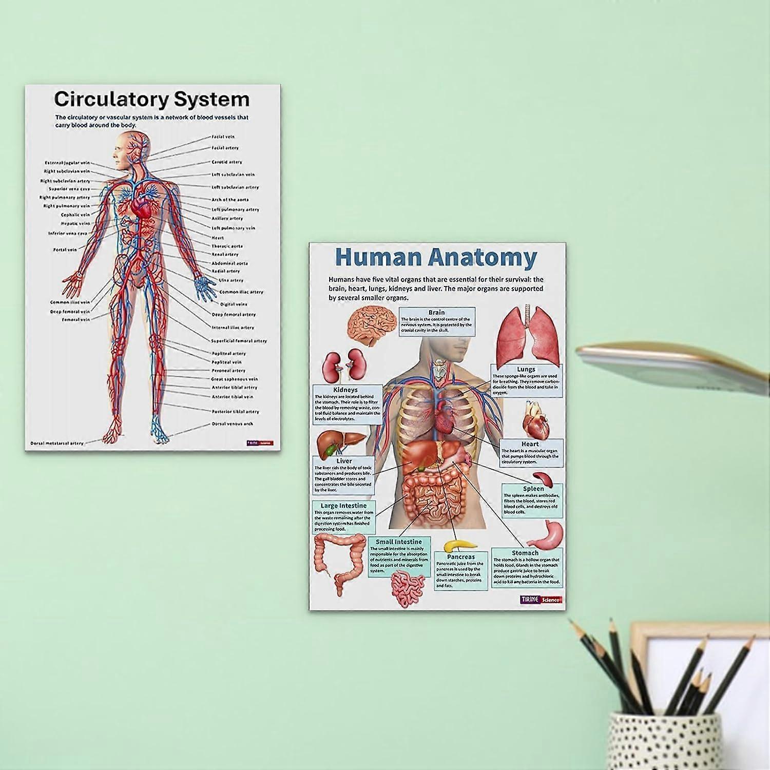 Anatomical Posters: 16-Piece Nerve Anatomy Poster Set For Wall Display ...