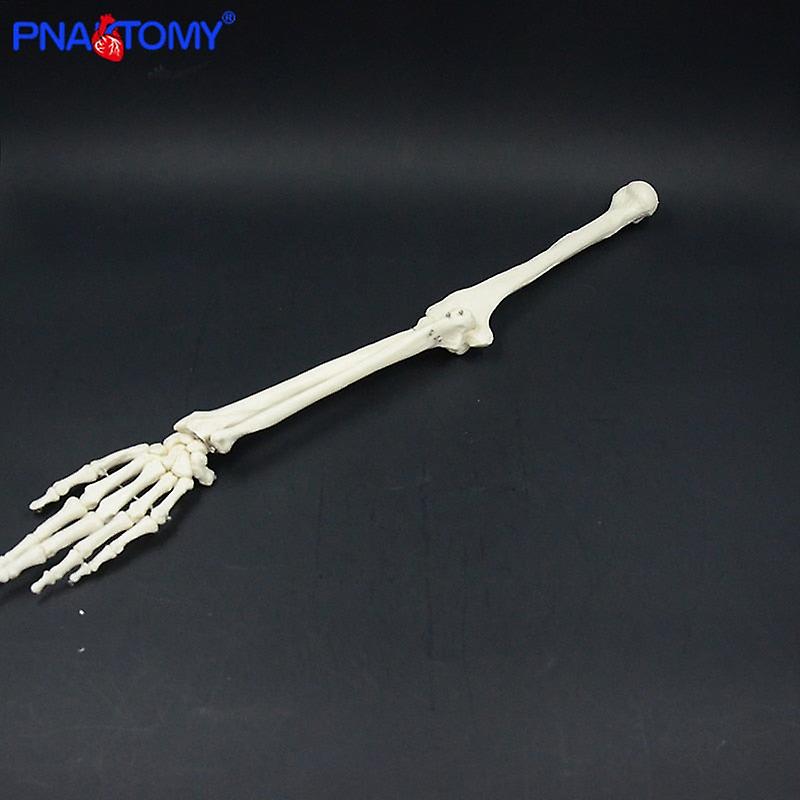 Life Size Upper Limb Bone Model Hand Scapula Clavicle Flexible Skeleton ...