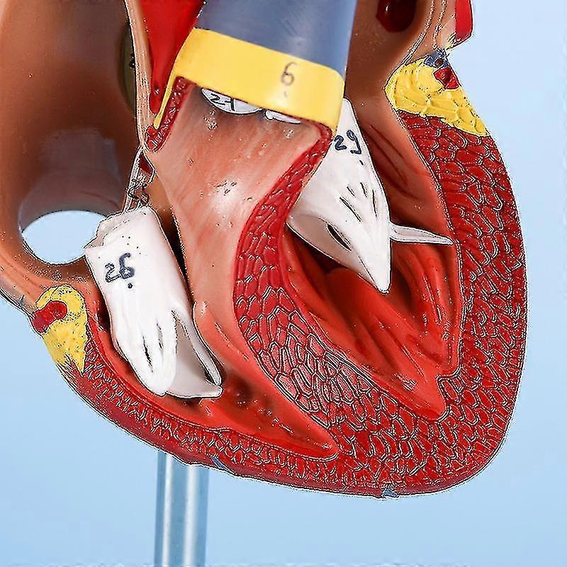 Human Heart Model Anatomical Heart Model Learning Lab Supplies Medical ...