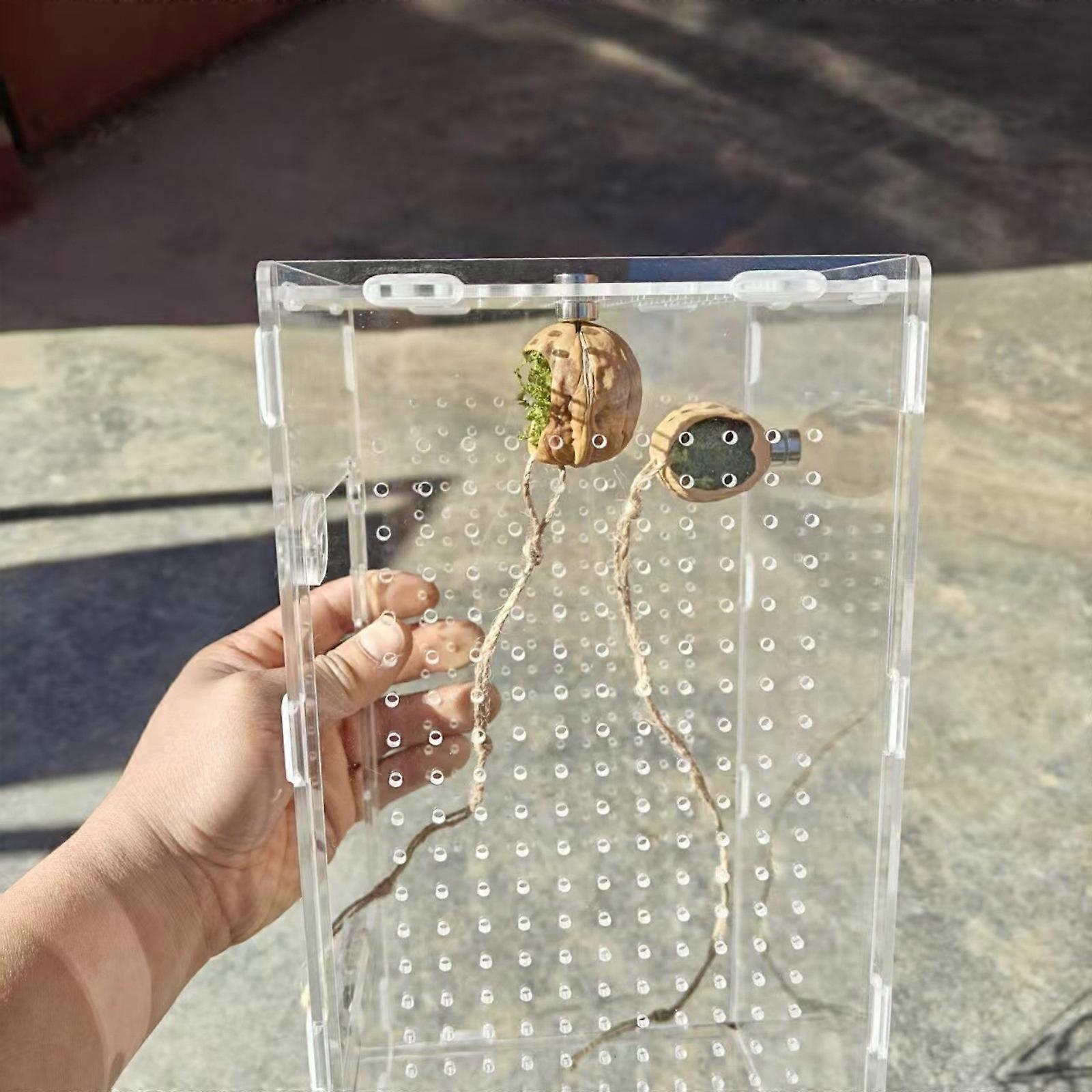 Ventilated Walnuts Jumping Spiders Shelter Lovely Natural Facilitates ...