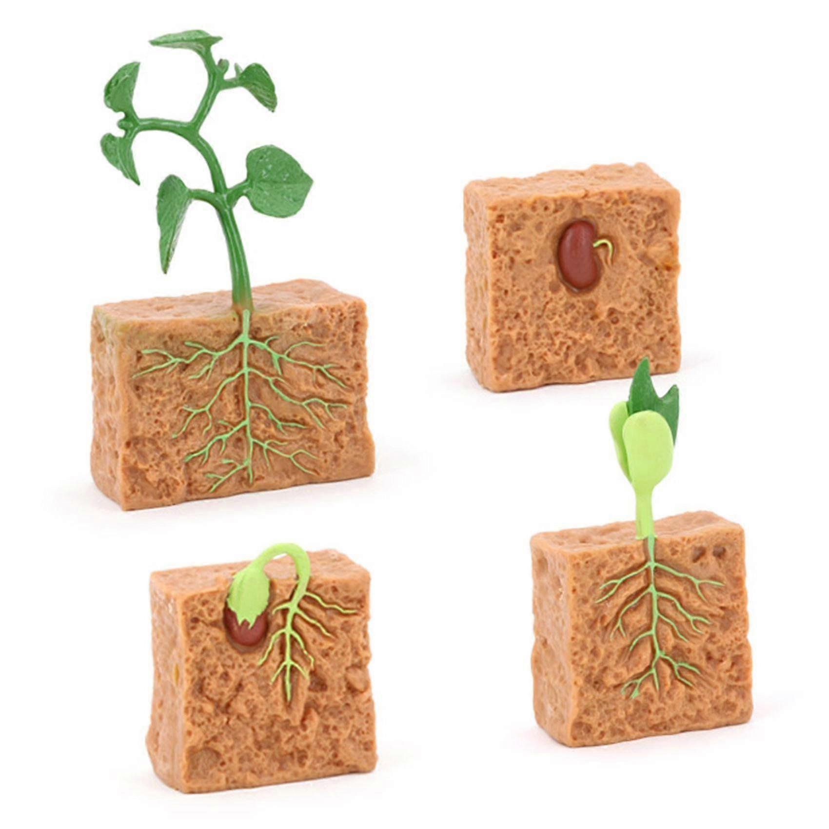 2 Sets Simulation Life Cycle Of Plant Growth Cycle Mod Children Biology ...