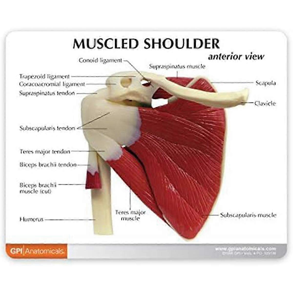 Muscle Shoulder Model, Human Anatomy Right Shoulder Joint Muscle Model ...