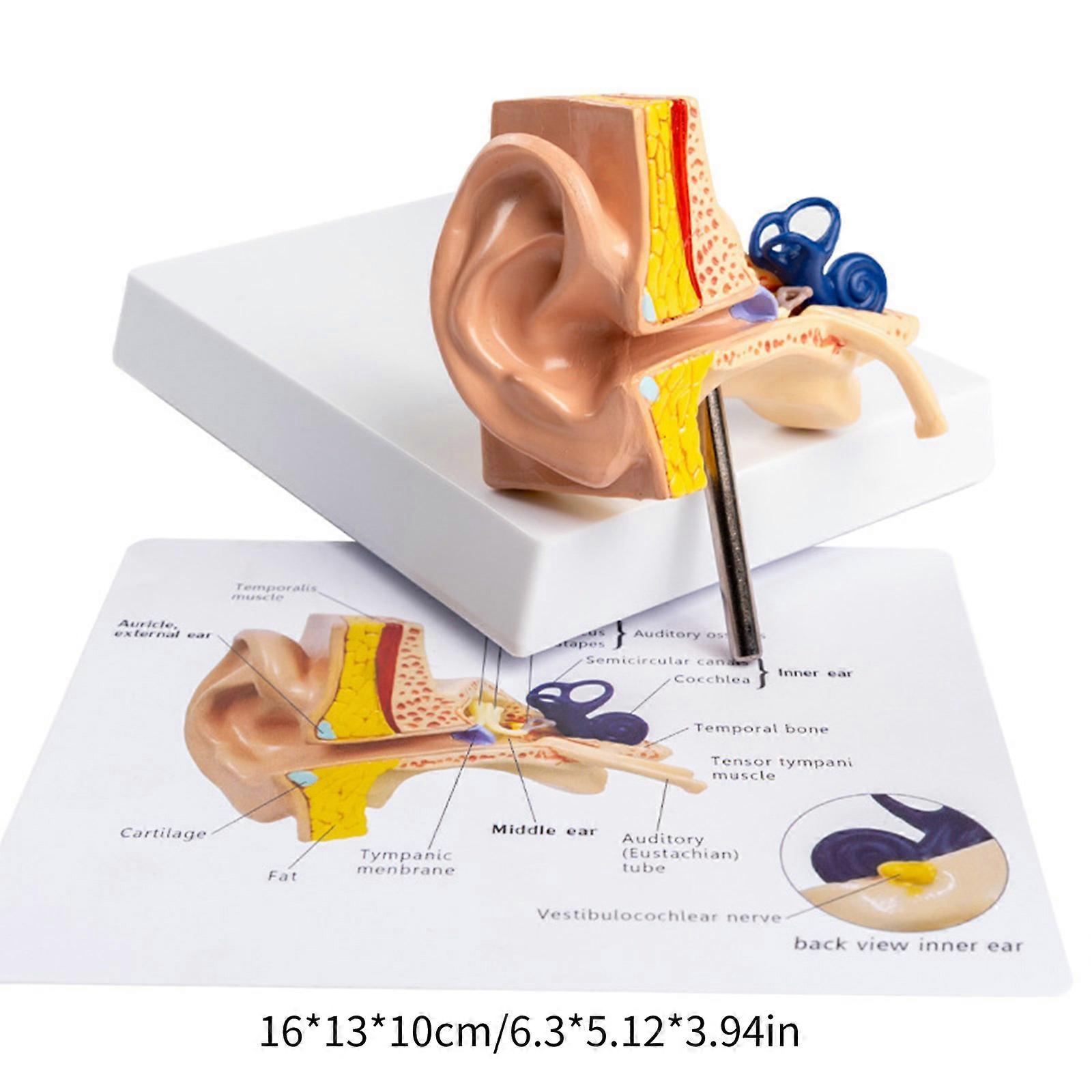 Anatomical Ear Model Shows Detail of Human Ear Structure, Life Size Ear ...