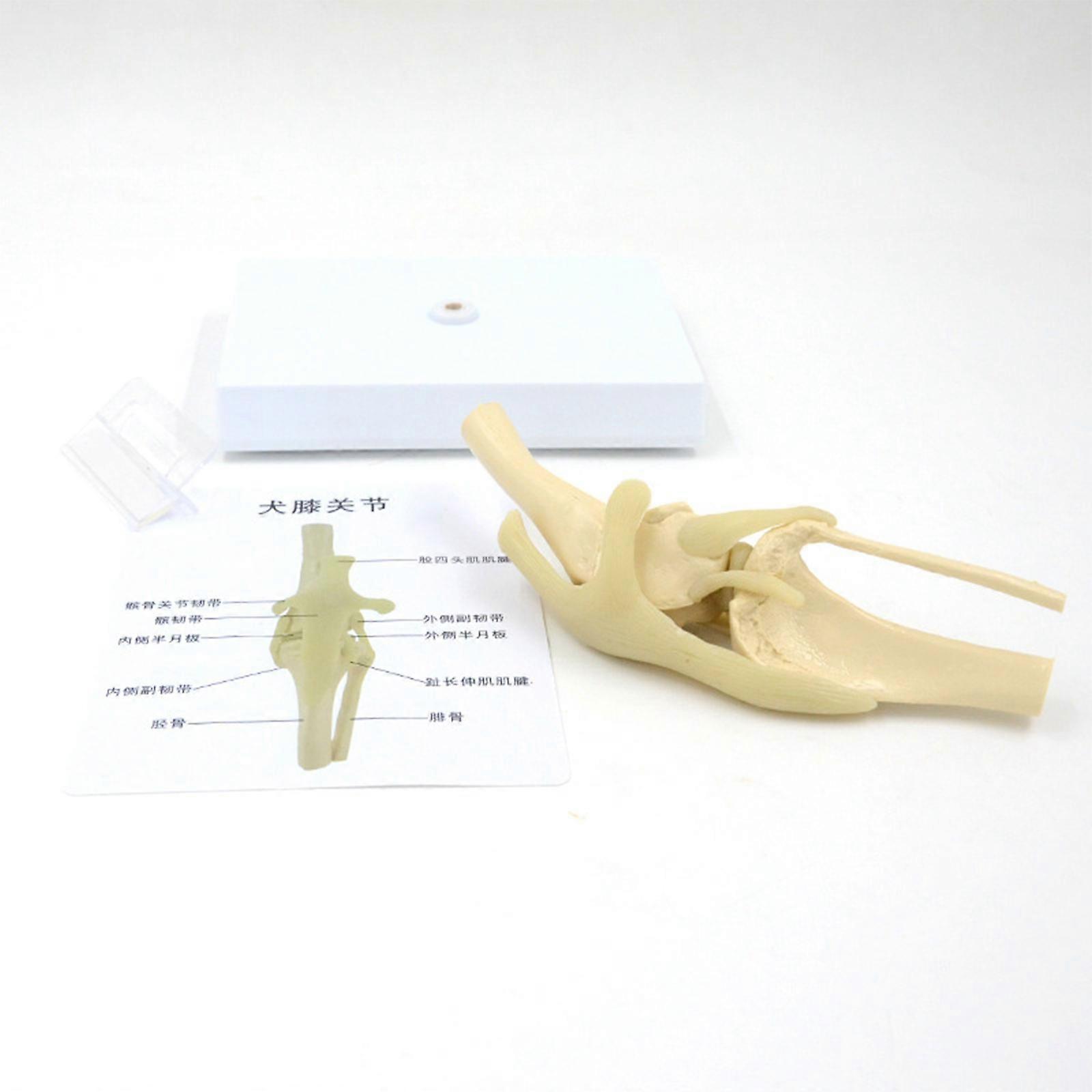 Dog Knee Joint Model Shows Ligaments Tibia Life Size Animal Knee Joint ...