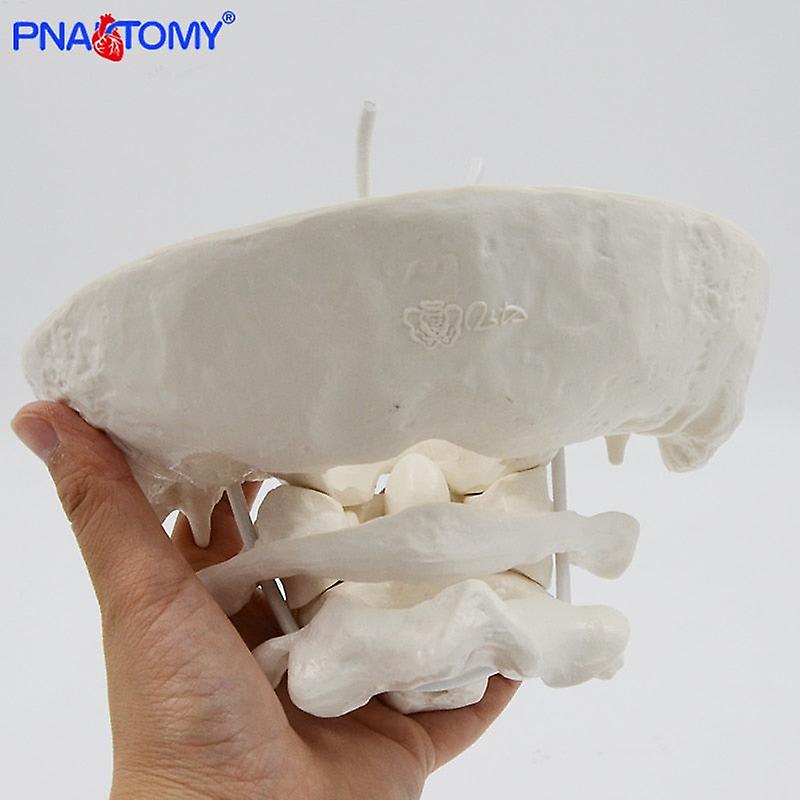 Enlarged Detachable Human Cervical Vertebra Atlas And Axis Bone Spine ...
