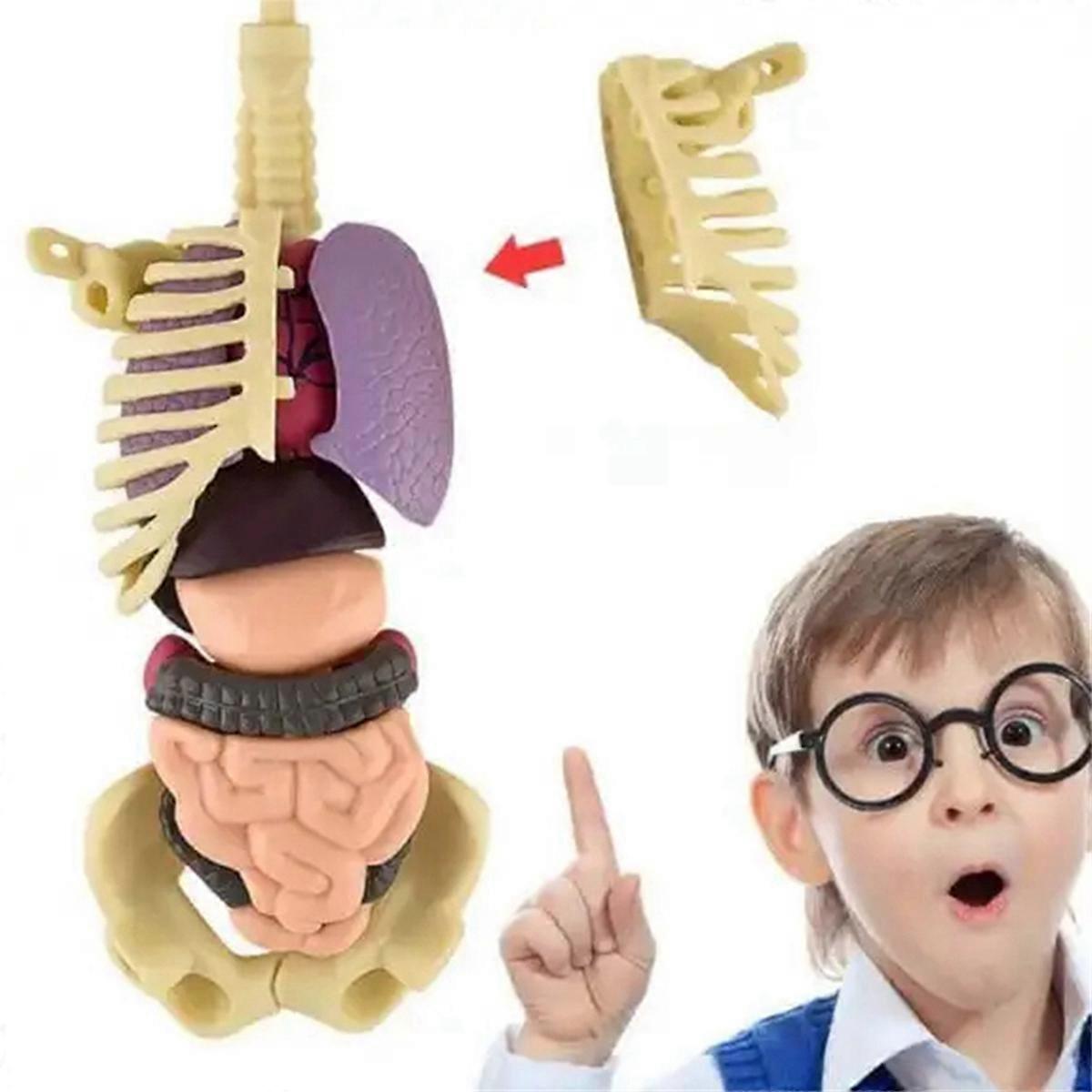 3D Human Body Model for Kid Anatomy Skeleton DIY Organ Assembly ...