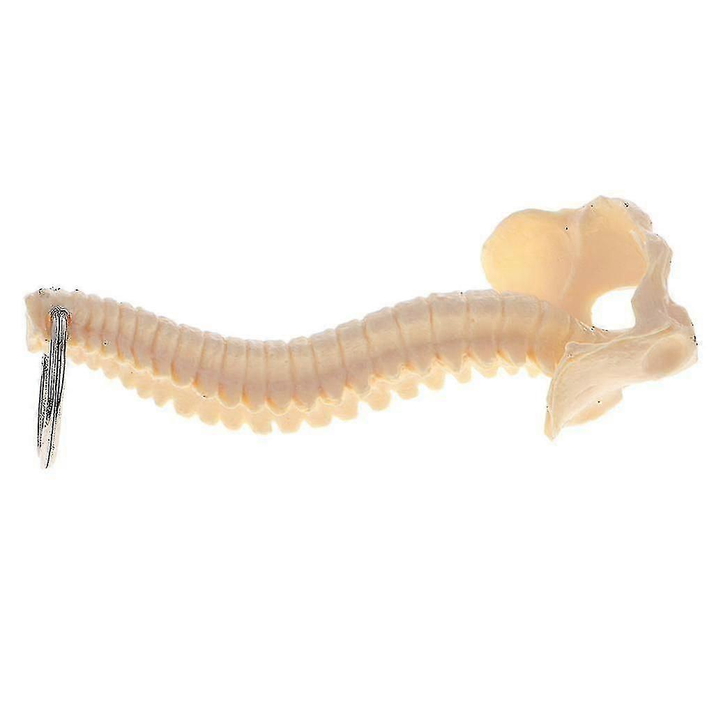 Human Spine Key Chain Small Spine Model Spine Human Spine Specimen ...