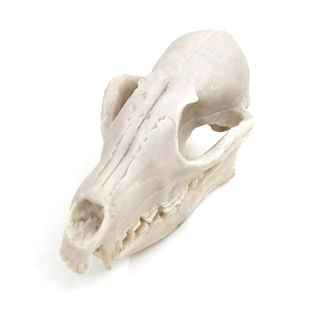 Realistic Bones Skull for Head Resin Skeleton Specimen Model Halloween ...