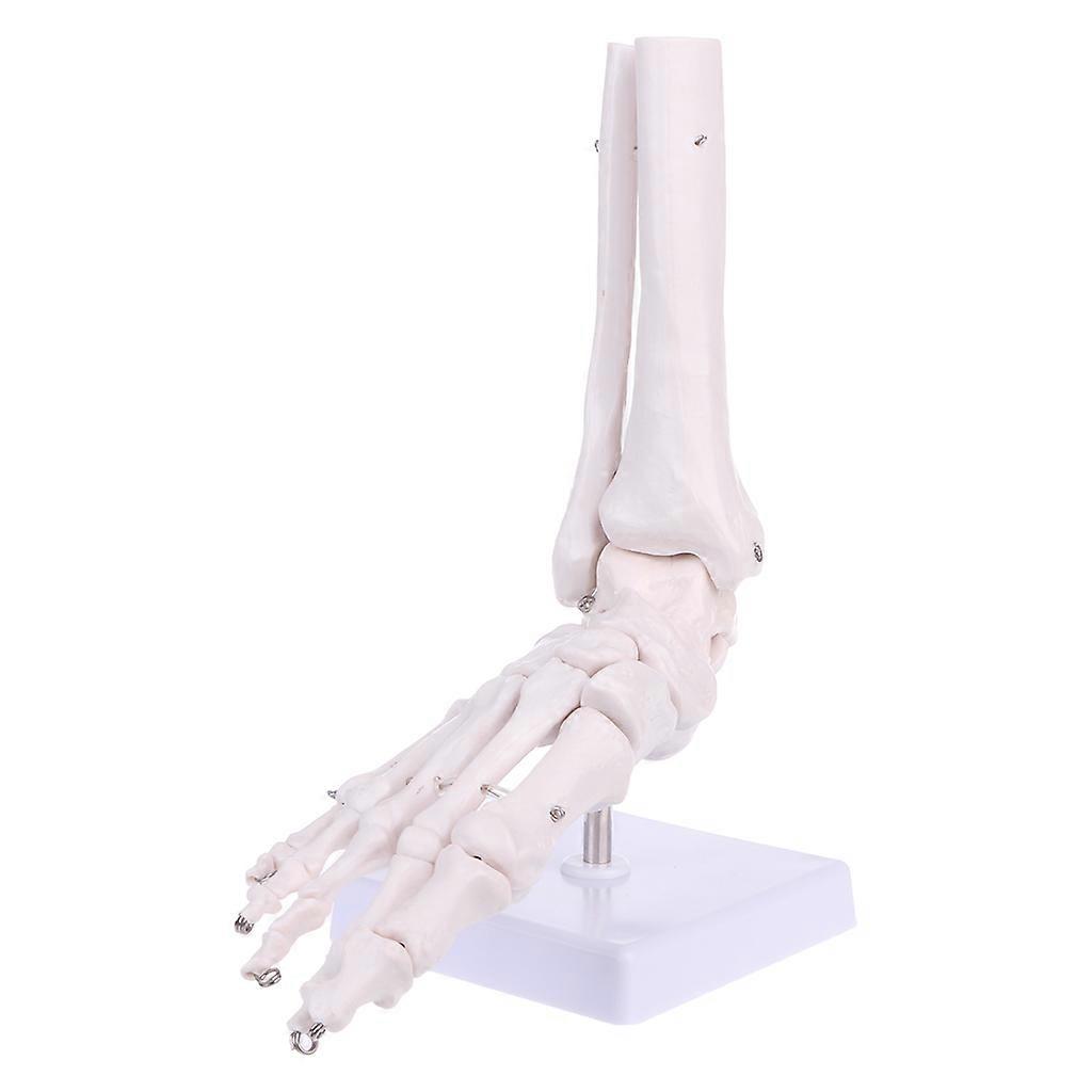 Life size Foot Ankle Joint Anatomical Skeleton Model Medical Display ...