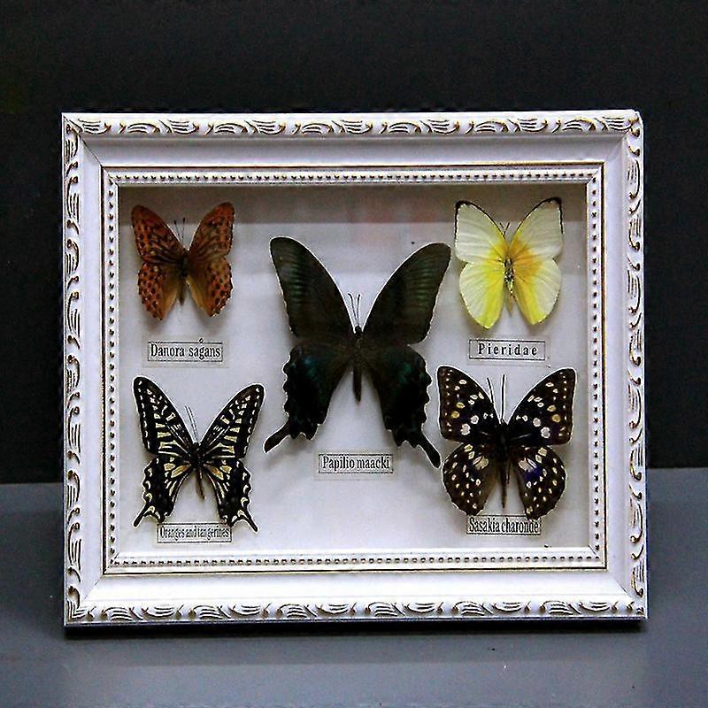 1 Set Of 5pcs Real Specimen Butterfly Specimen Photo Frame Craft Gift ...